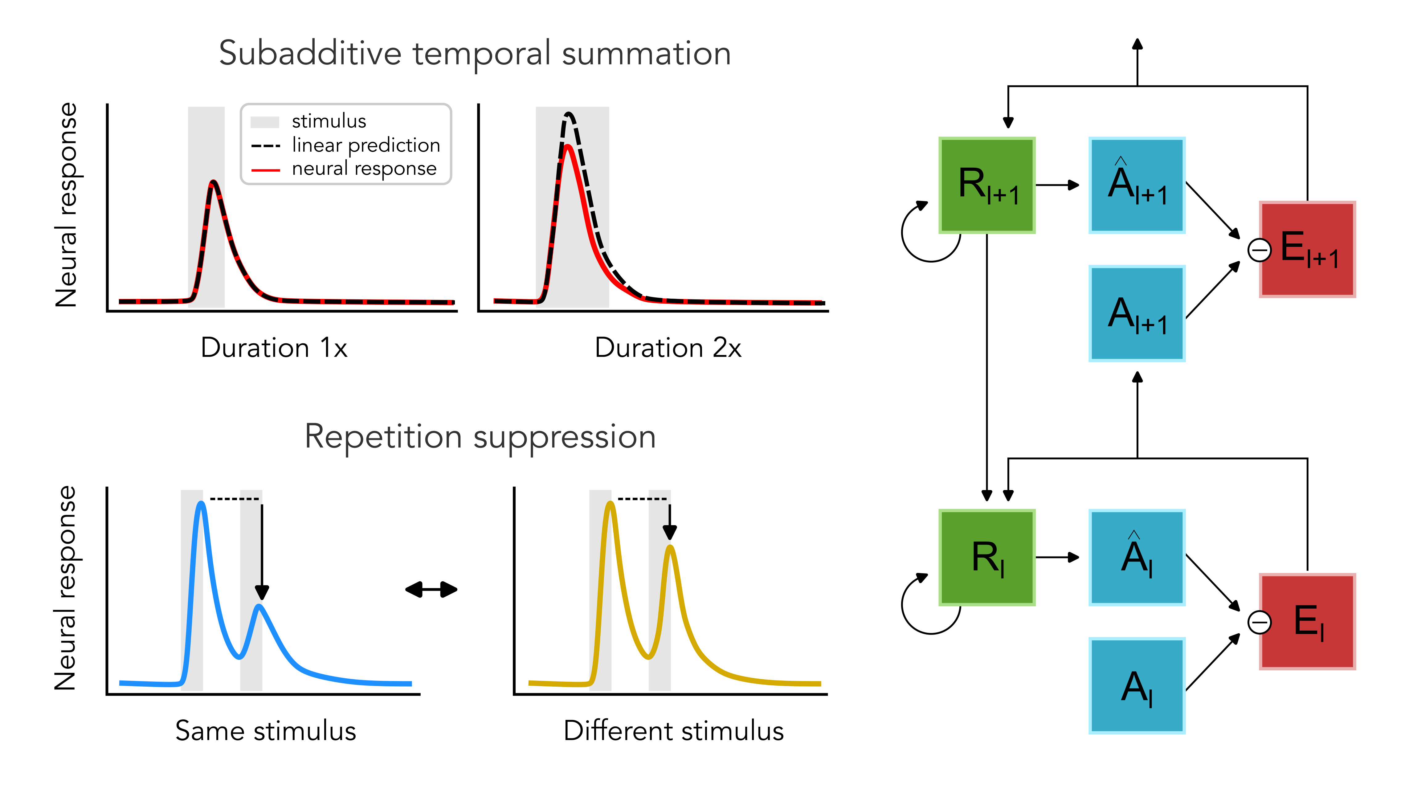 Deep predictive coding networks partly capture neural signatures of ...