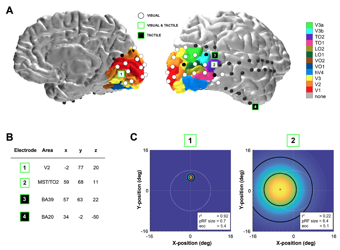 Electrocorticography Evidence of Tactile Responses in Visual Cortices ...
