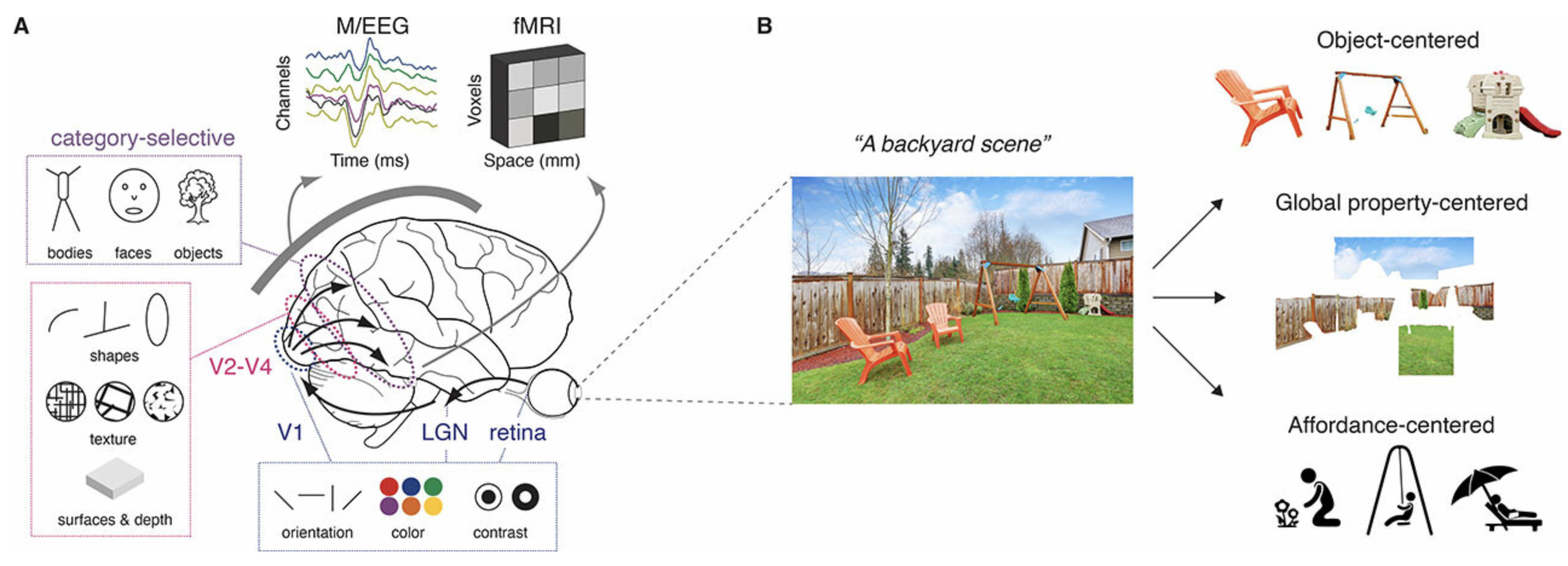 Visual Perception in the Human Brain: How the Brain Perceives and Understands Real-World Scenes ...