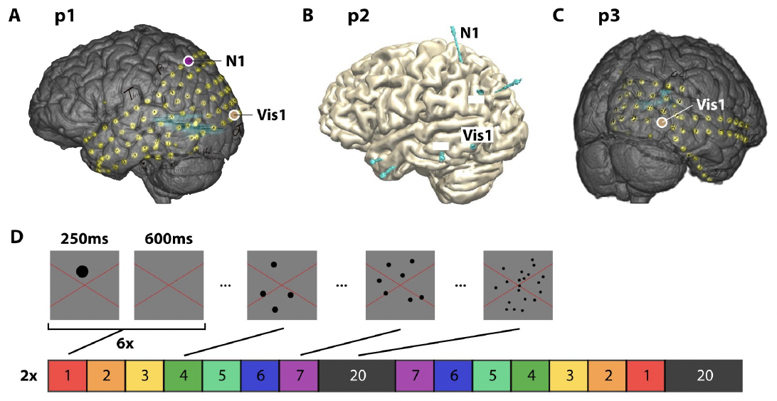 Intracranial recordings show evidence of numerosity tuning in human ...